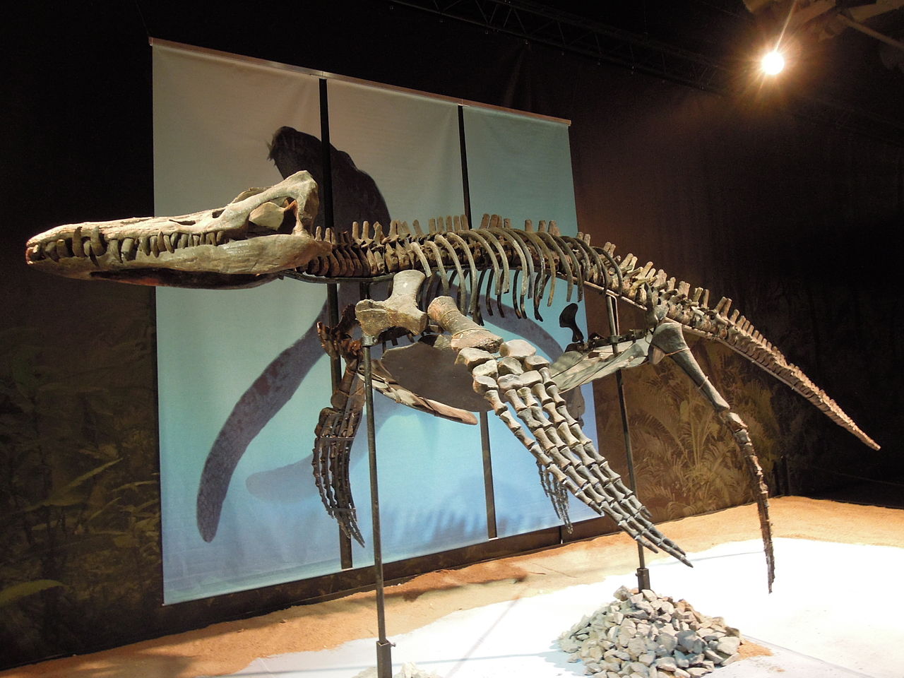 Pliosaurus Paleontology World